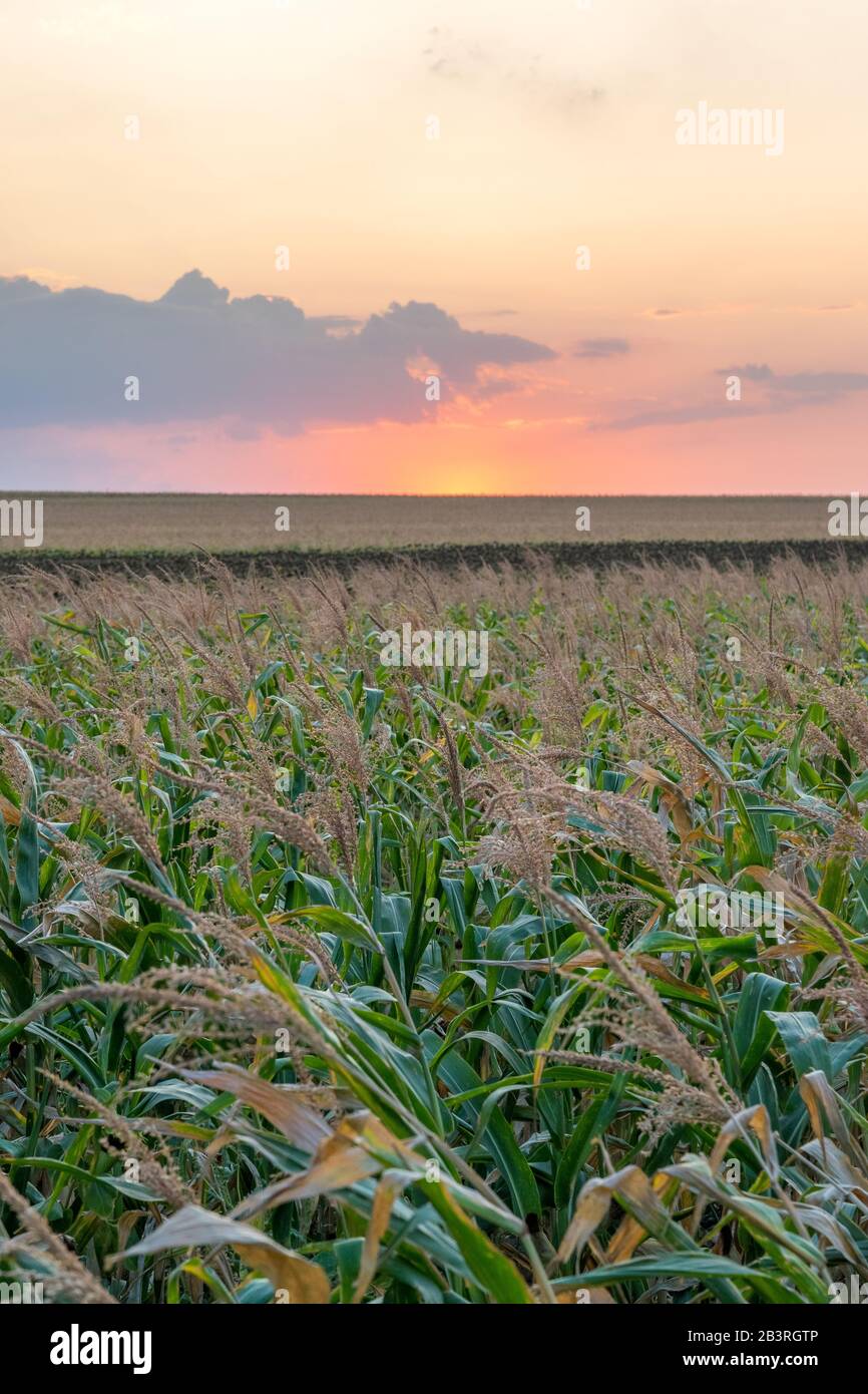 Beautiful green corn field at sunset. Corn field at sunset with ...
