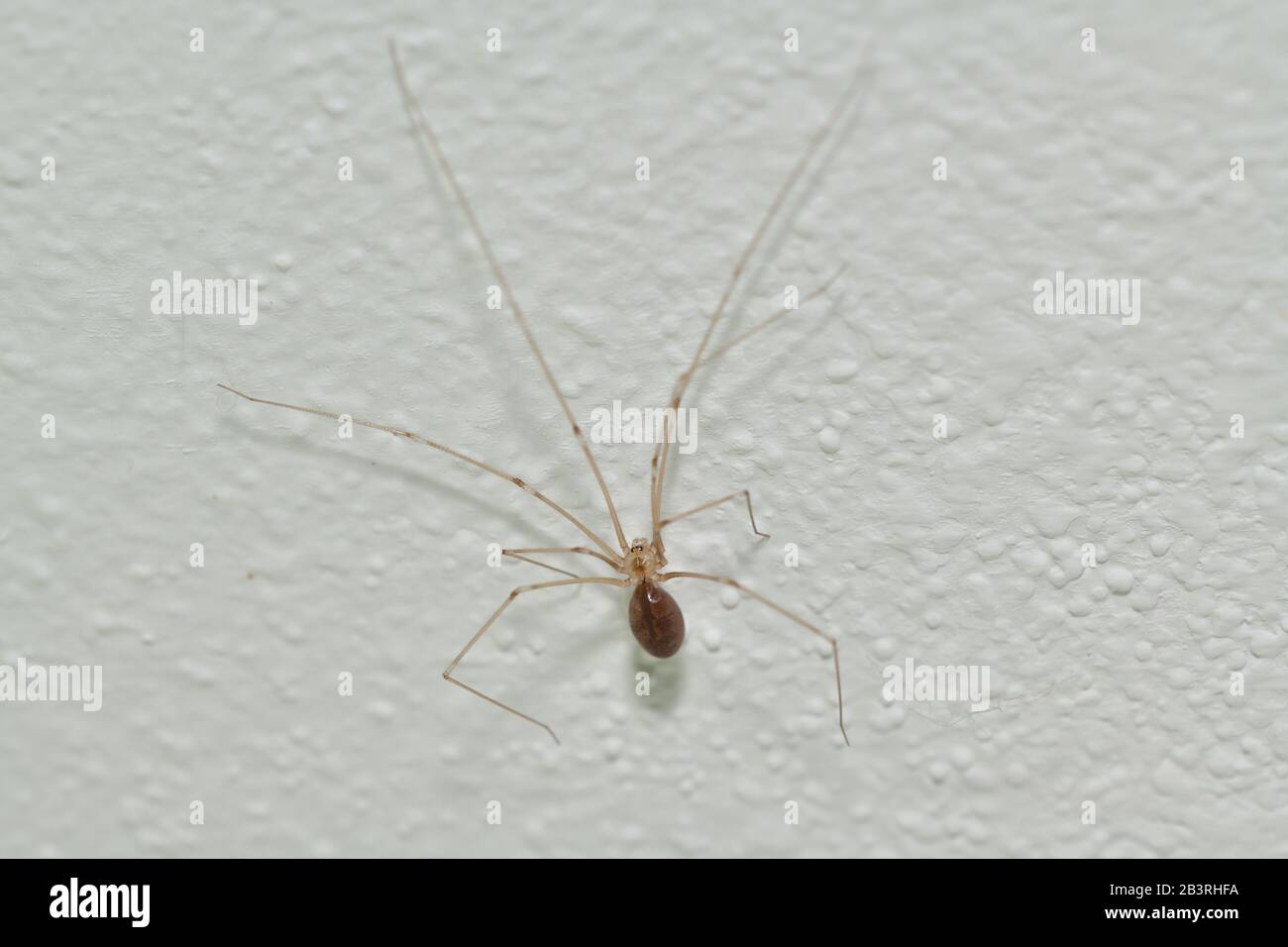 Pholcus house long leg spider on the wall in the people room macro ...