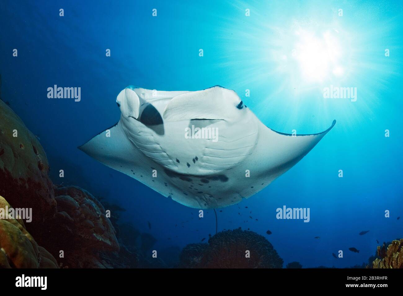 Riesenmanta, Manta (Manta birostris), Mantarochen,Teufelsrochen, Rotes ...