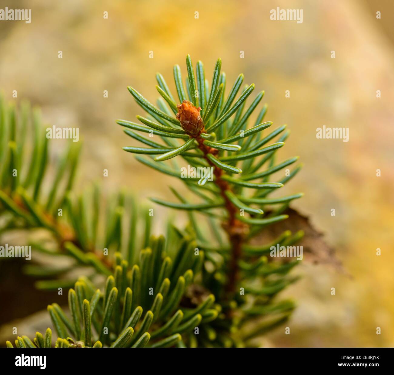 Fir tree twig hi-res stock photography and images - Alamy