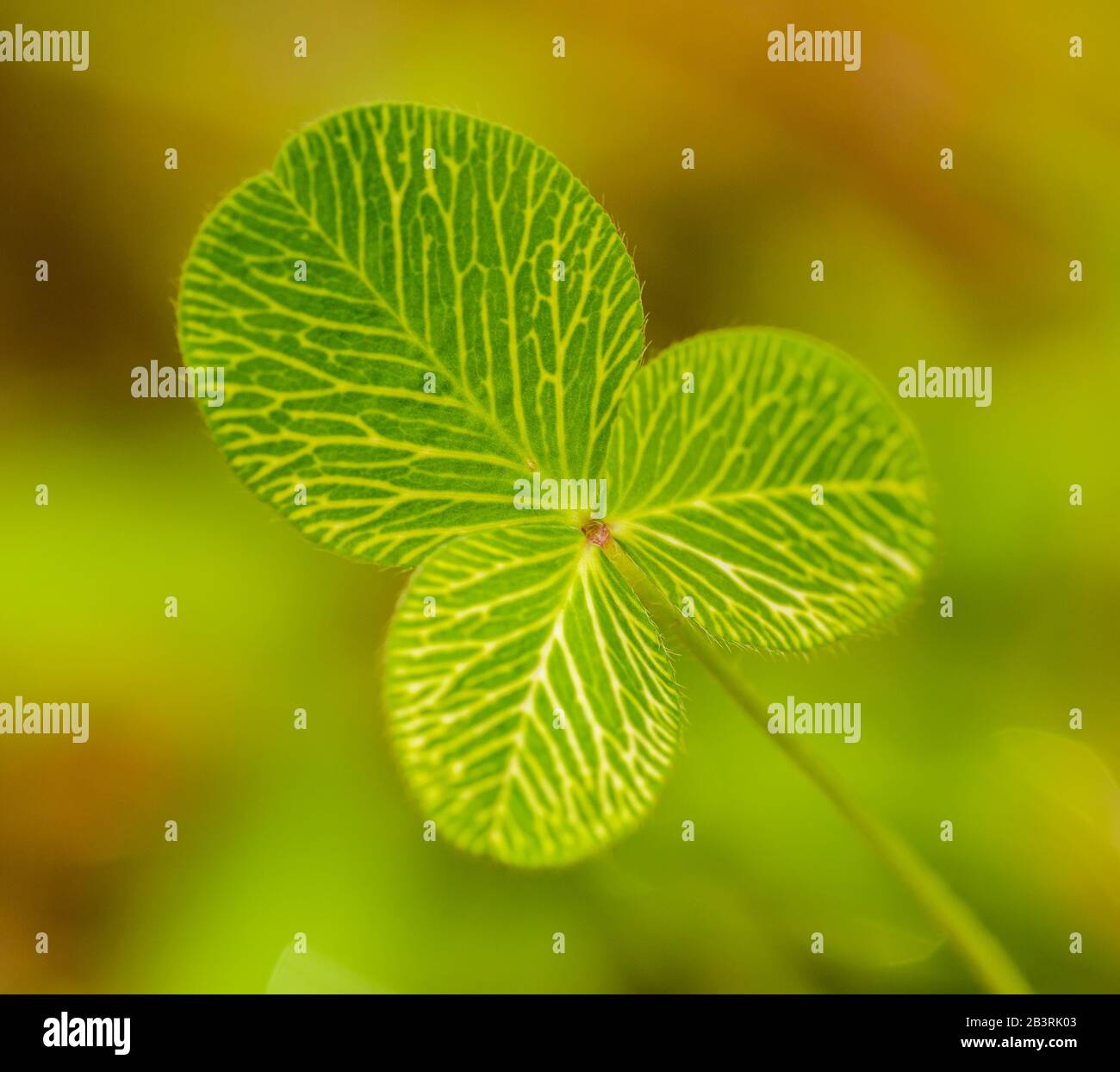 clover triple leaf with yellow vein texture, detail Stock Photo - Alamy