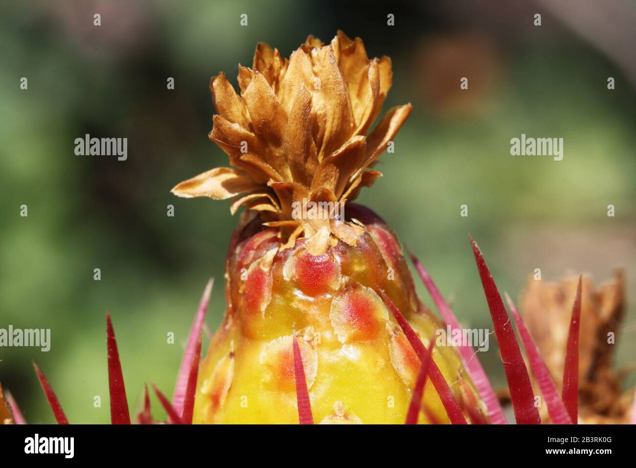 Kaktus ferocactus piliferus Stock Photo - Alamy