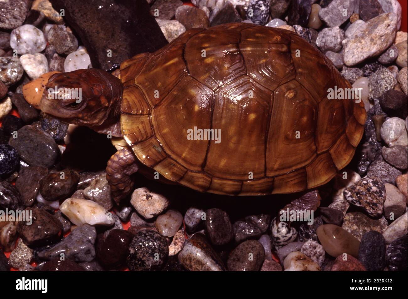The common box turtle (Terrapene carolina Stock Photo - Alamy