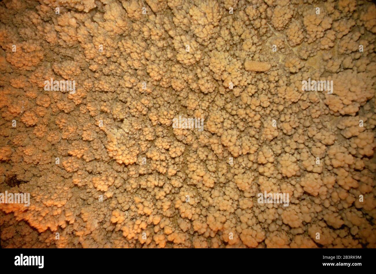 Sonora Texas USA: Calcium deposits inside limestone cave, Texas. ©Bob ...