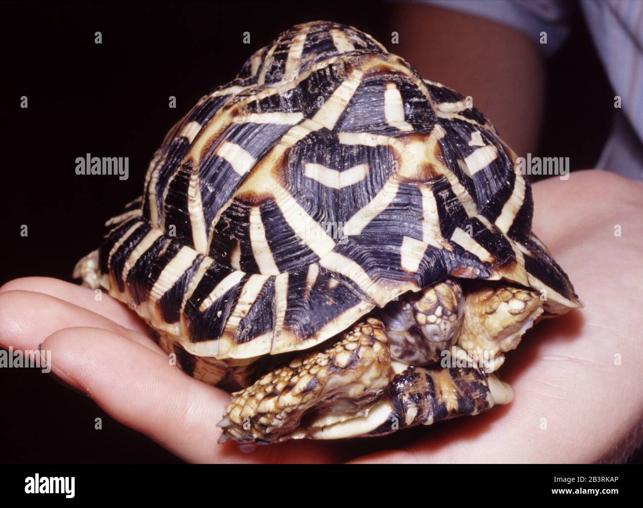 Indian star tortoise, Geochelone elegans Stock Photo - Alamy