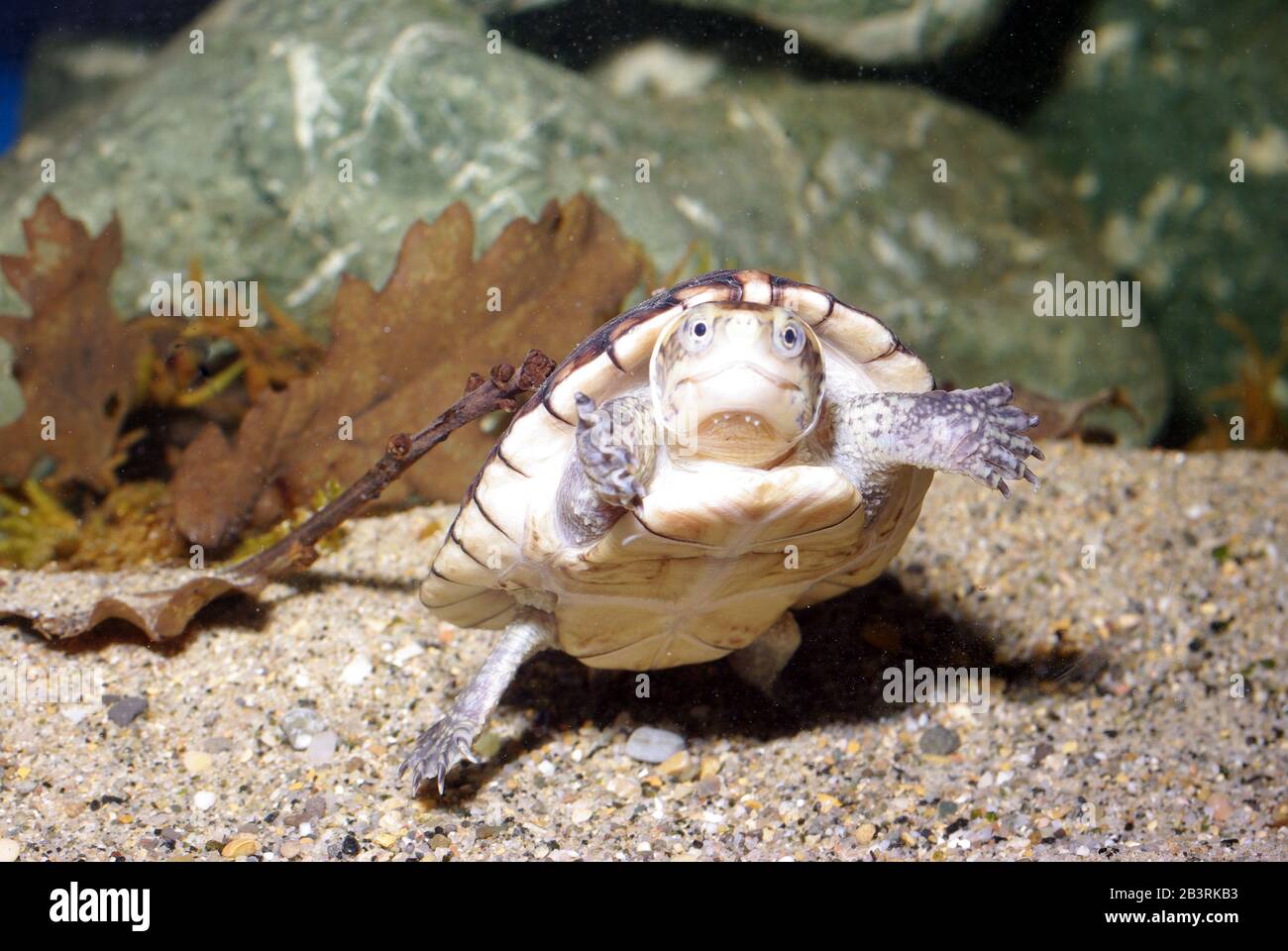 Scorpion mud turtle, Kinosternon scorpioides Stock Photo - Alamy