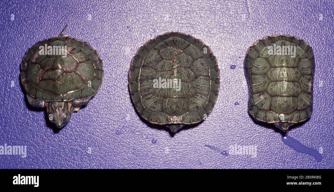 Shell deformity in juvenile Red-eared slider, Trachemys scripta elegans ...