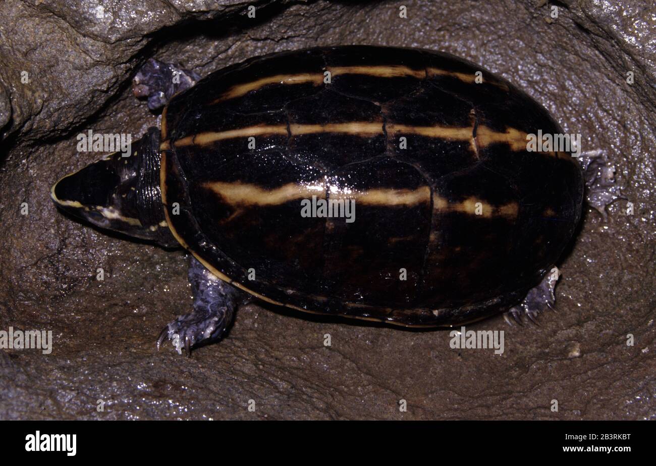 Striped mud turtle, Kinosternon baurii Stock Photo - Alamy