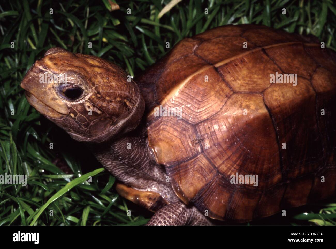 The keeled box turtle (Cuora mouhotii; syn. Pyxidea mouhotii Stock ...