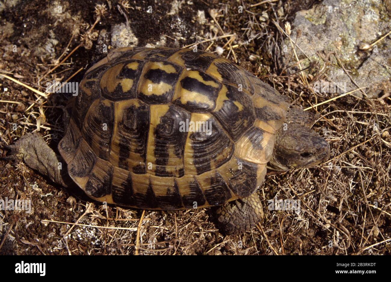 Tortoise tank hi-res stock photography and images - Alamy