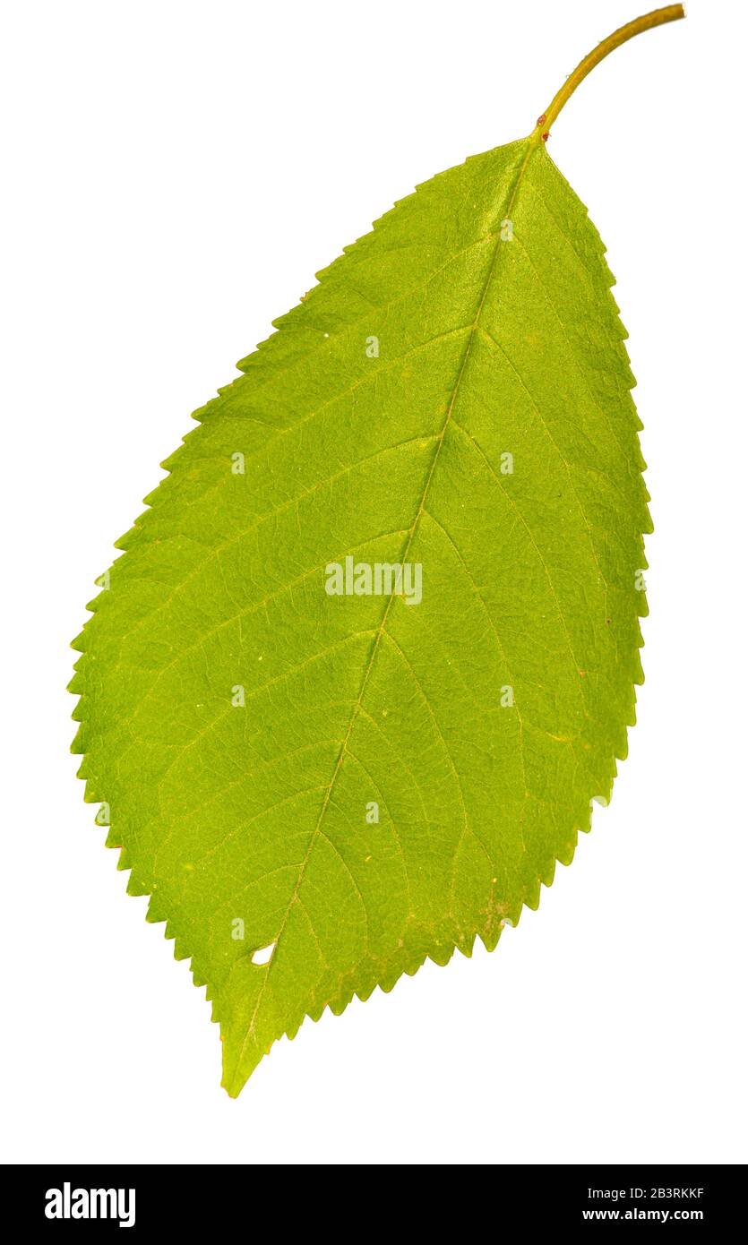 Single tree leaf hi-res stock photography and images - Alamy