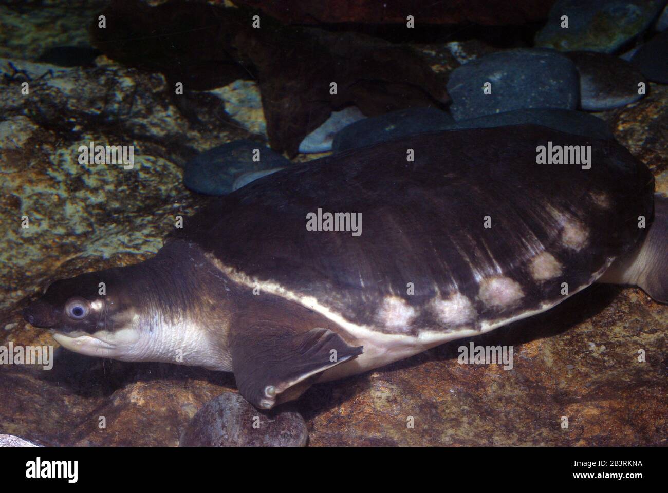 Fly river turtle hi-res stock photography and images - Alamy