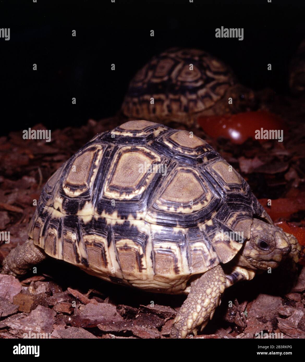 Juvenile Leopard tortoise, Geochelone (Stigmochelys) pardalis Stock ...