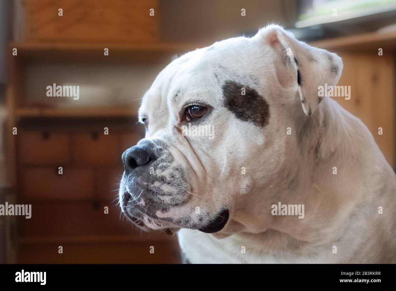 Bulldog looking straight at camera hi-res stock photography and images ...