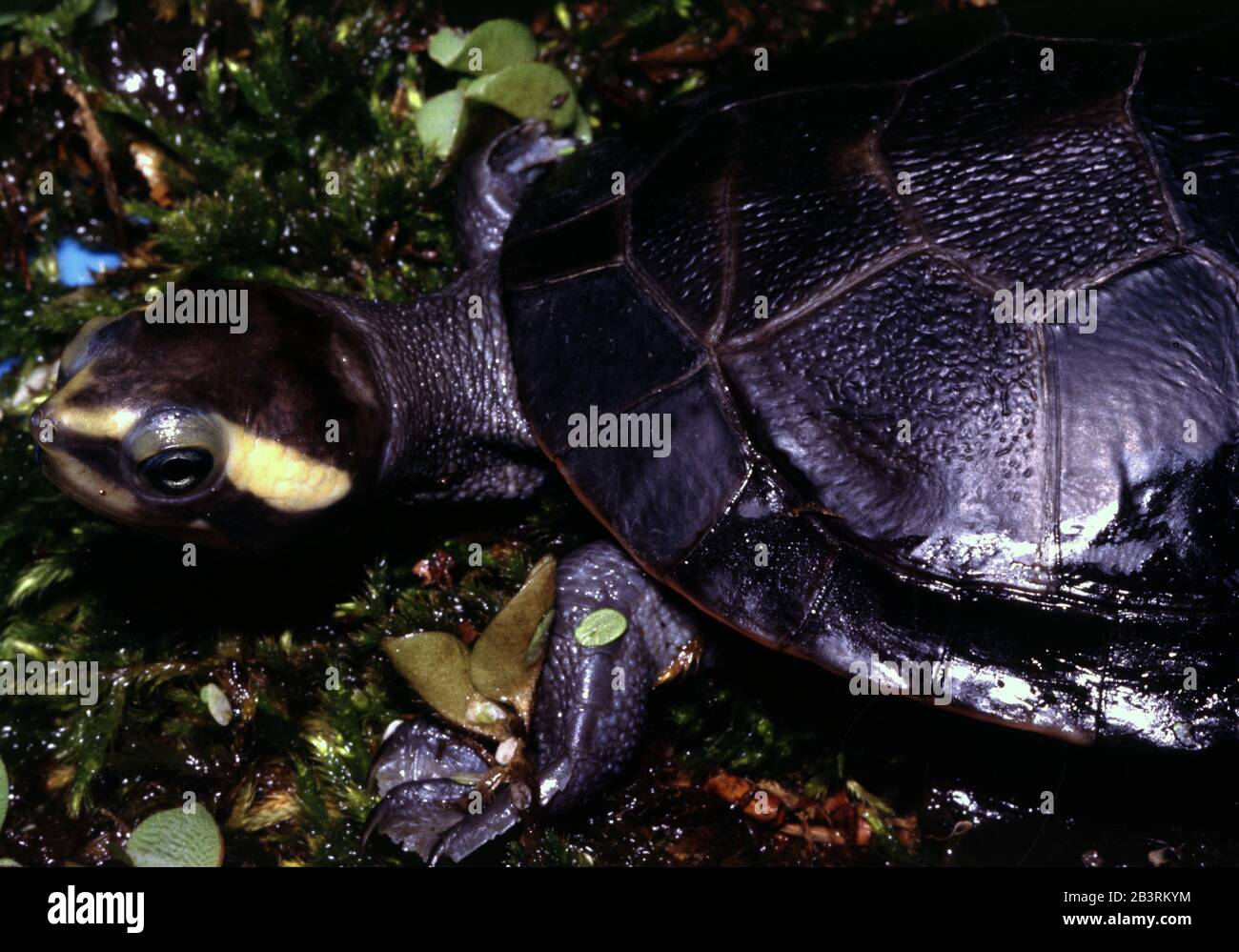 Red-bellied short-necked turtle, Emydura albertisii Stock Photo - Alamy