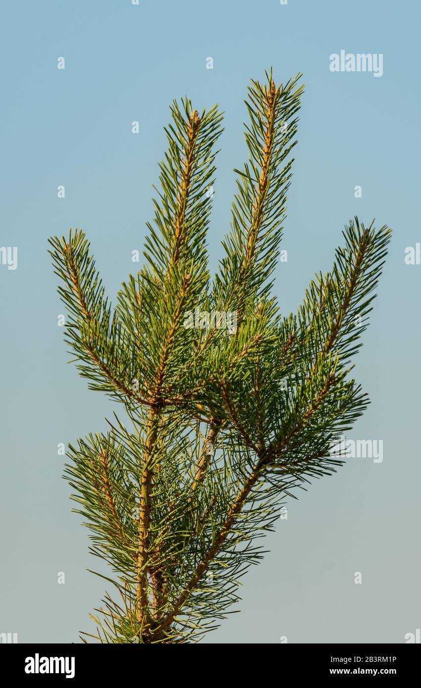 end of pine tree twig against blue sky, detail Stock Photo - Alamy