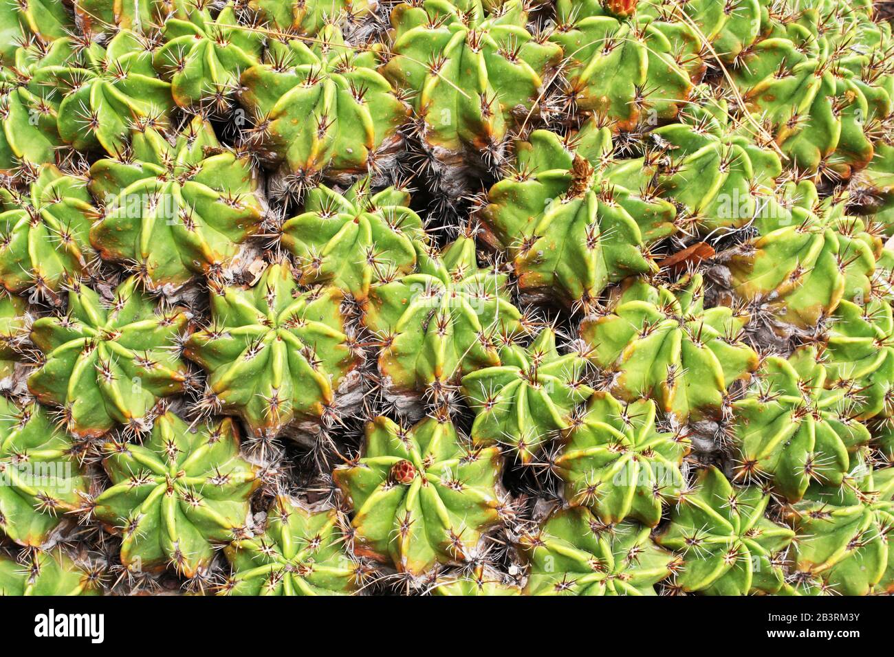 Kaktus ferocactus robustus Stock Photo - Alamy