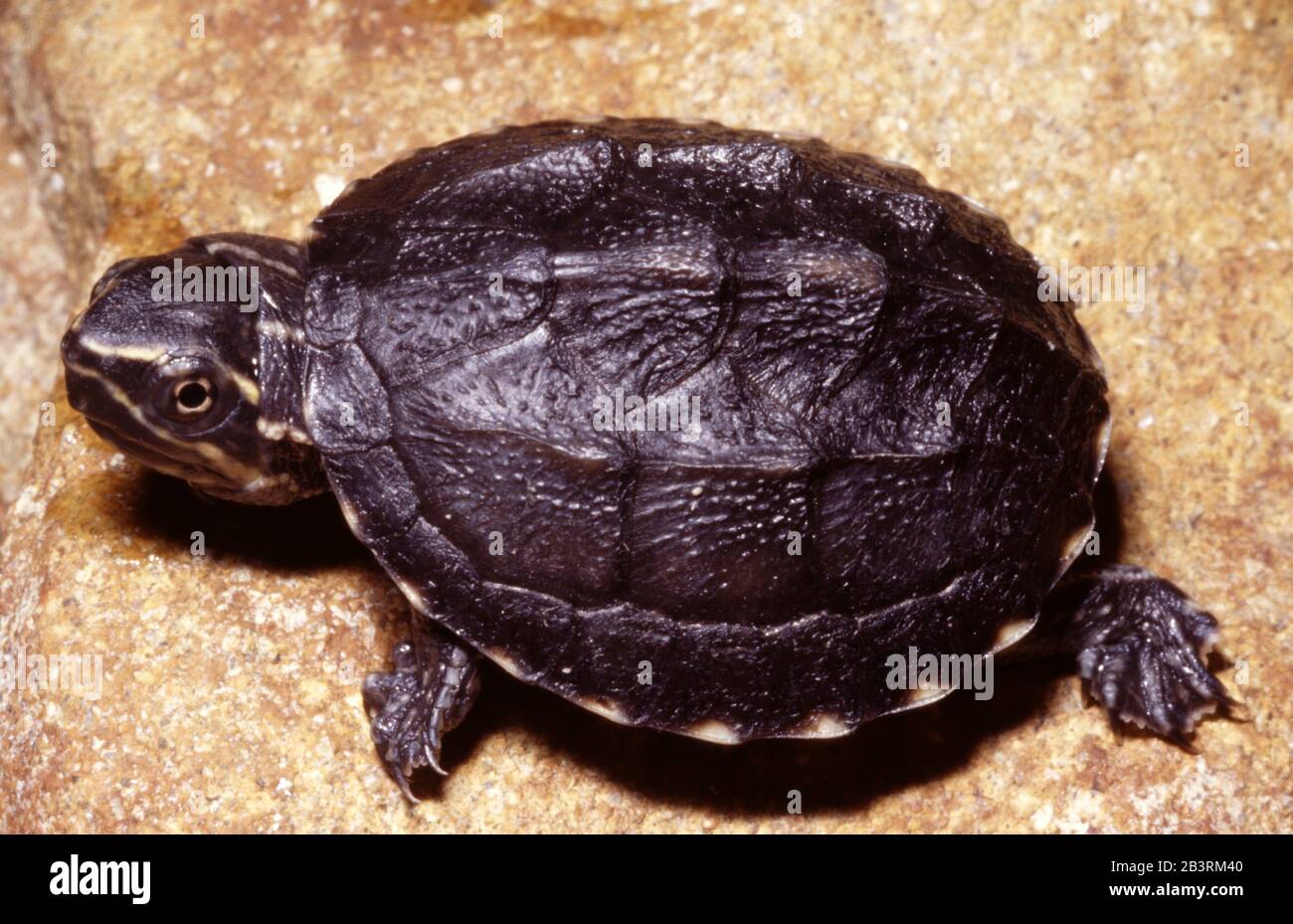 Juvenile Eastern musk turtle, Sternotherus odoratus Stock Photo - Alamy