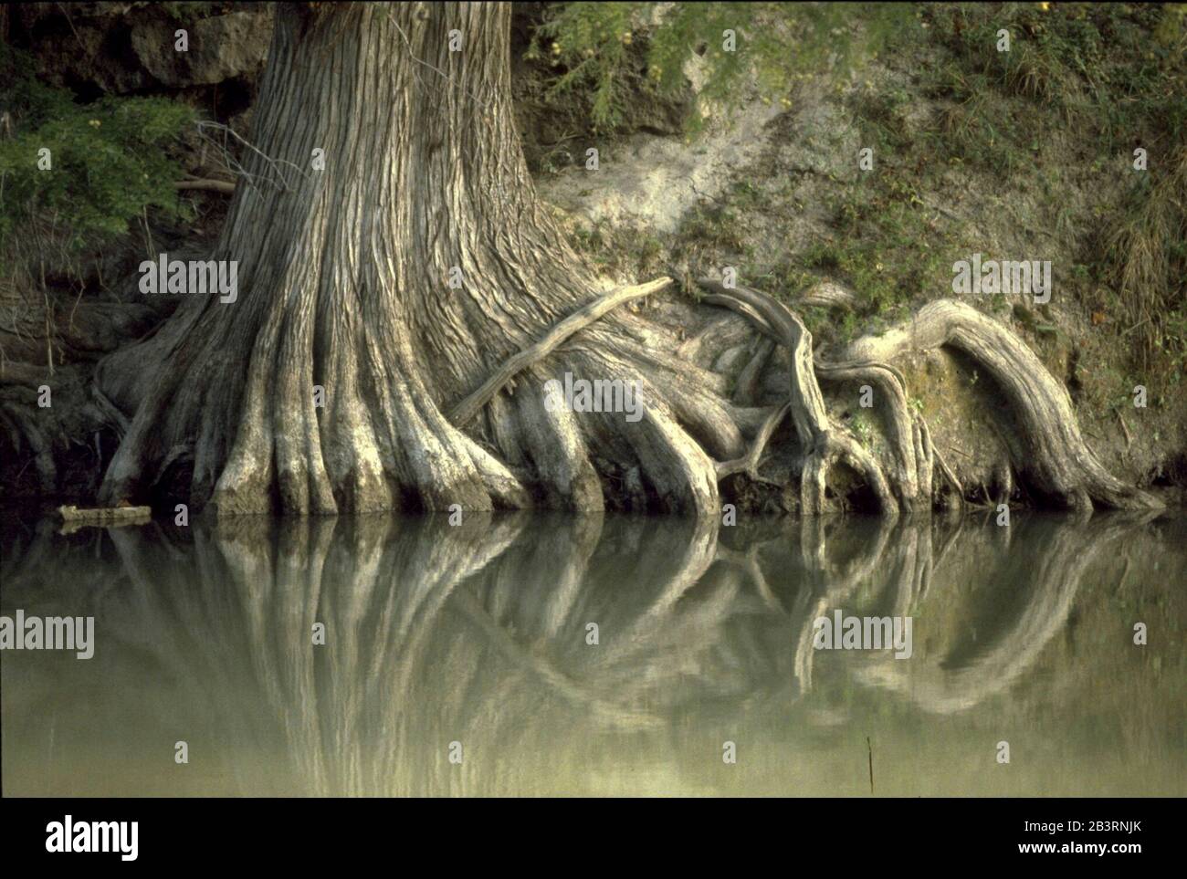 Cypress tree and root system on the bank of the Guadalupe River in ...