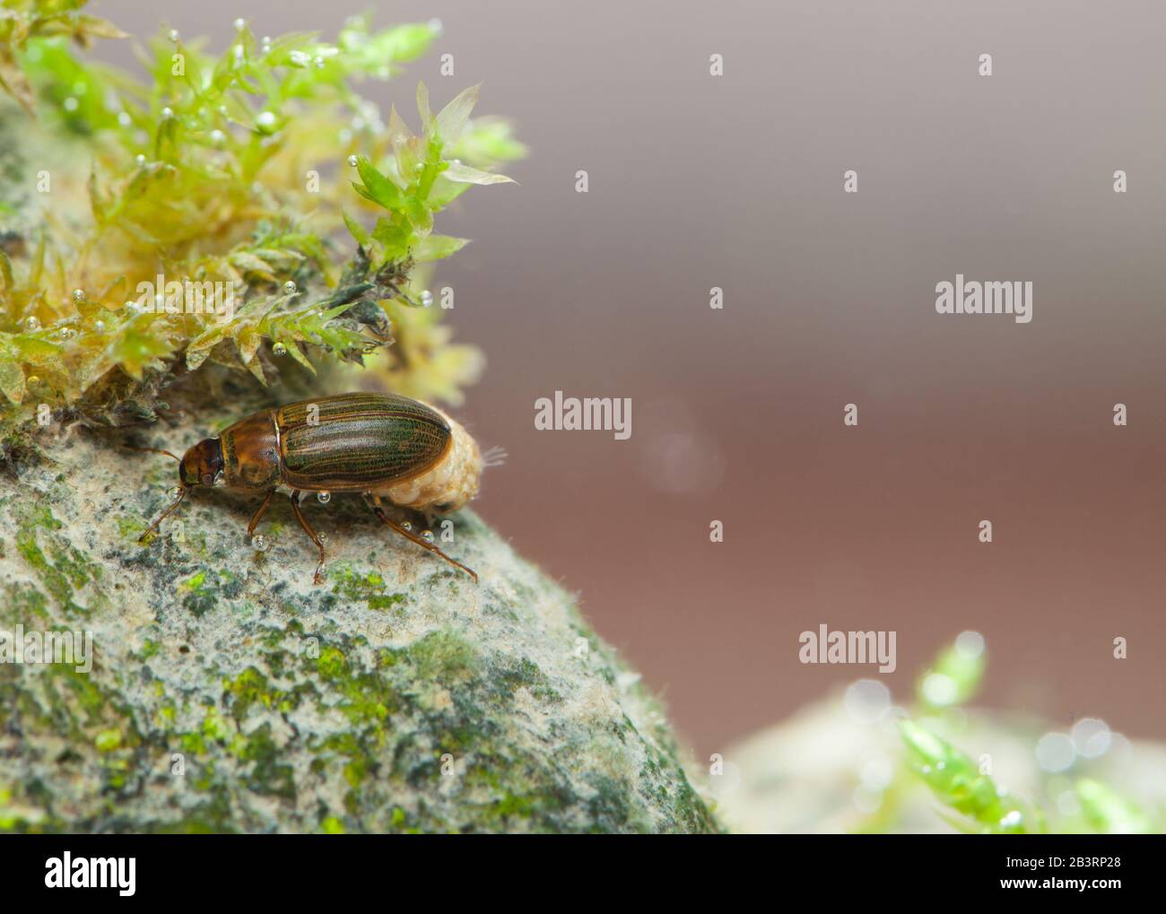 Water scavenger beetle (Helochares obscurus Stock Photo - Alamy