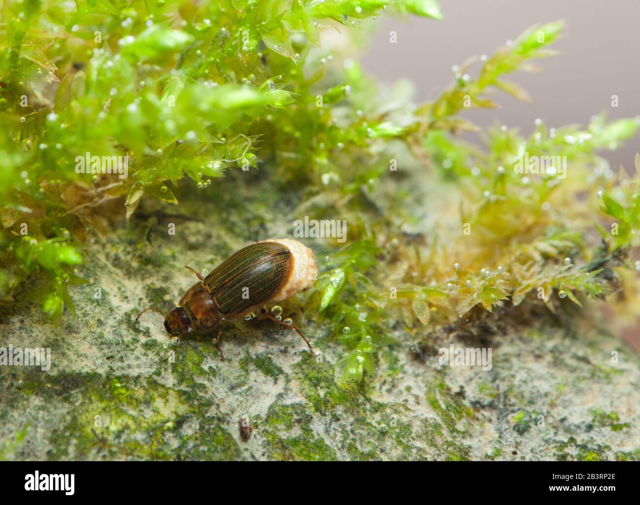Water scavenger beetle (Helochares obscurus Stock Photo - Alamy