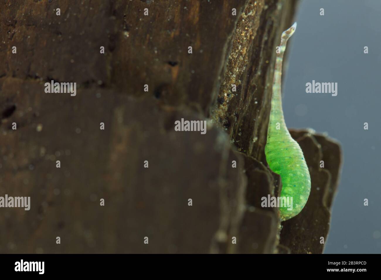 Freshwater leech (Hemiclepsis marginata Stock Photo - Alamy