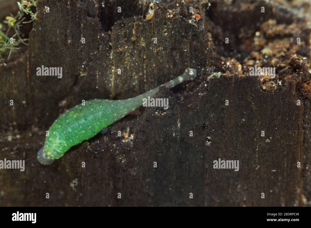 Freshwater leech (Hemiclepsis marginata Stock Photo - Alamy