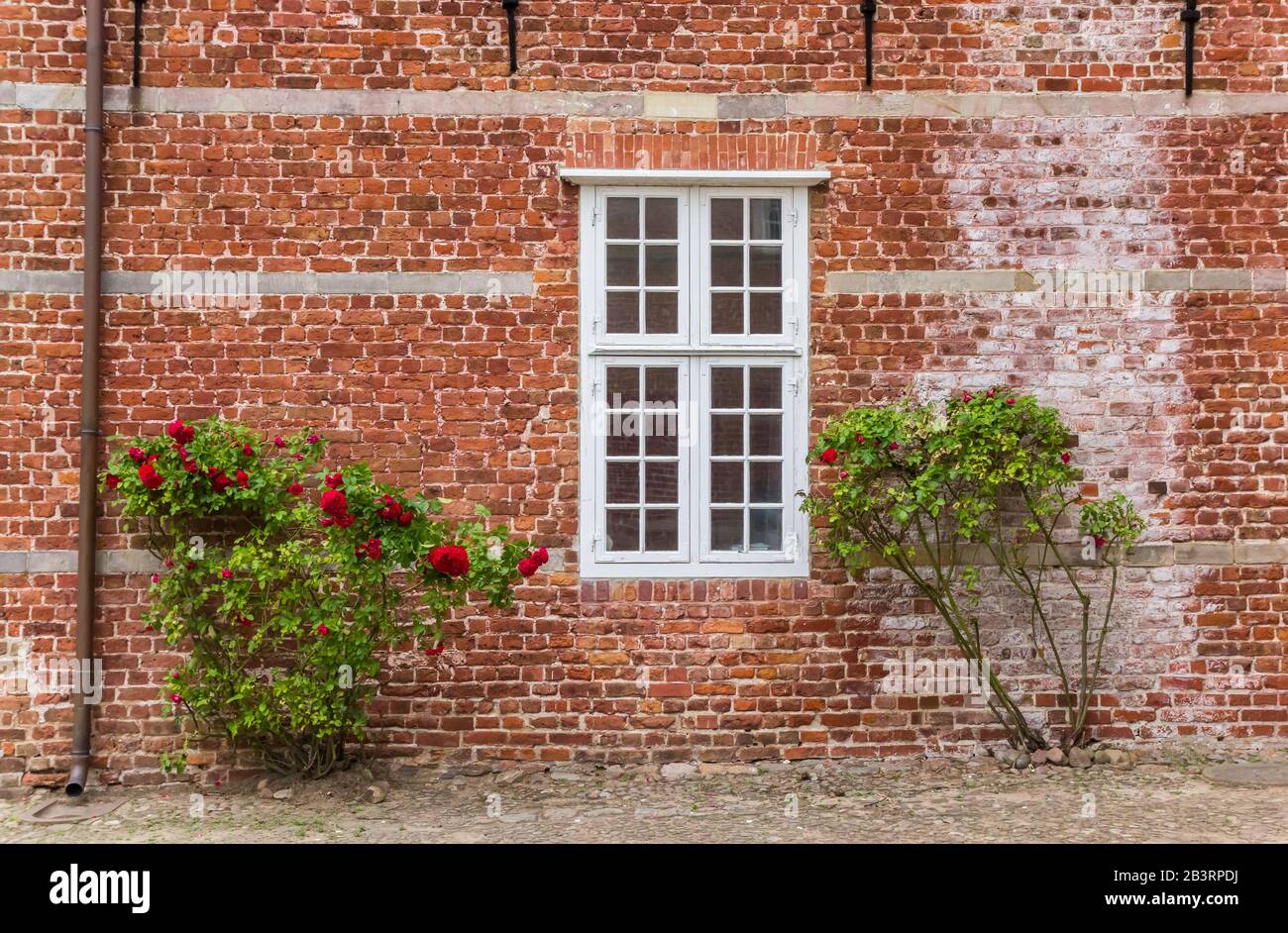 Red roses on a wall hi-res stock photography and images - Alamy