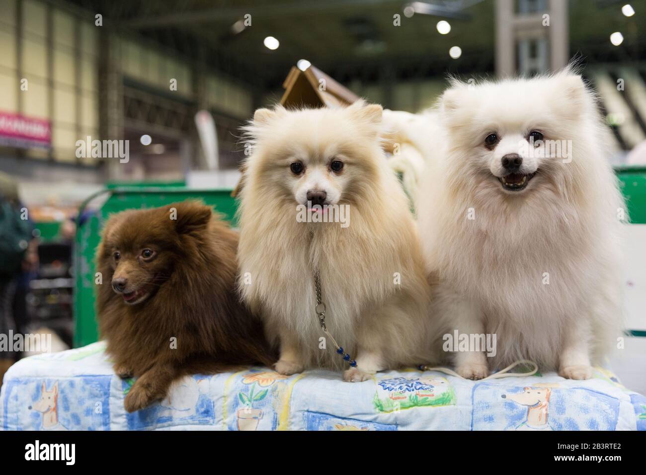 Birmingham, UK. 5th Mar, 2020. Bear, Jake & Emile, three German Spitz ...