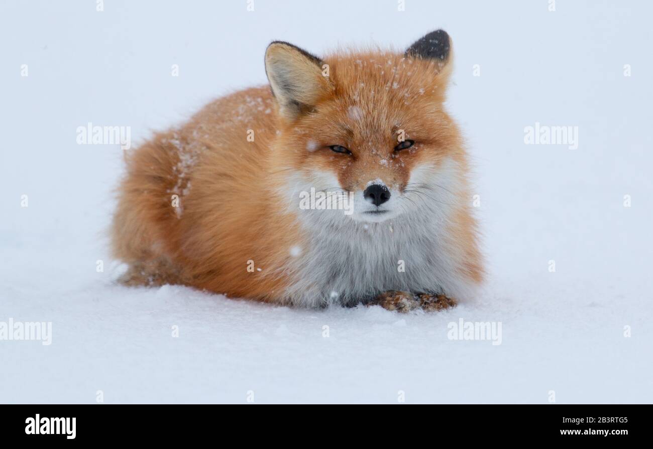 Red Fox in Alaska Stock Photo - Alamy