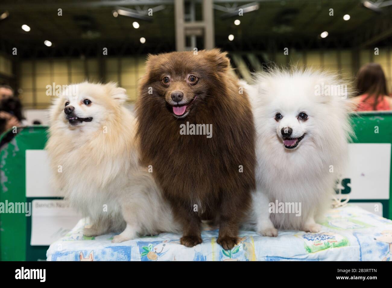 Birmingham, UK. 5th Mar, 2020. Jake, Bear & Emile, three German Spitz ...