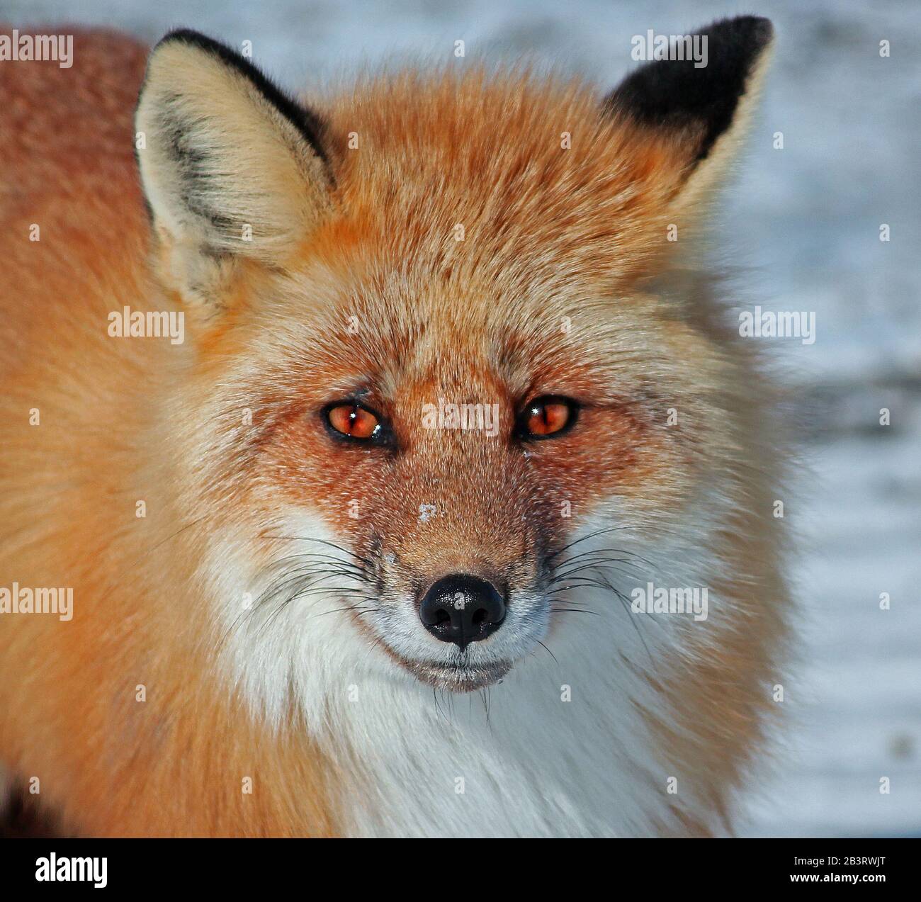 Red Fox in Alaska Stock Photo - Alamy