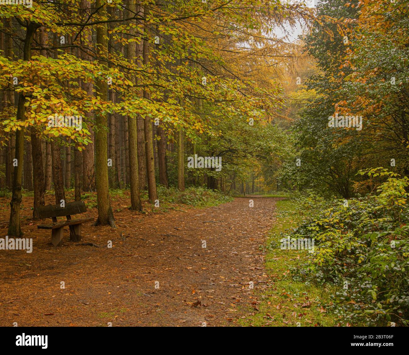 Mixture Forest High Resolution Stock Photography and Images - Alamy