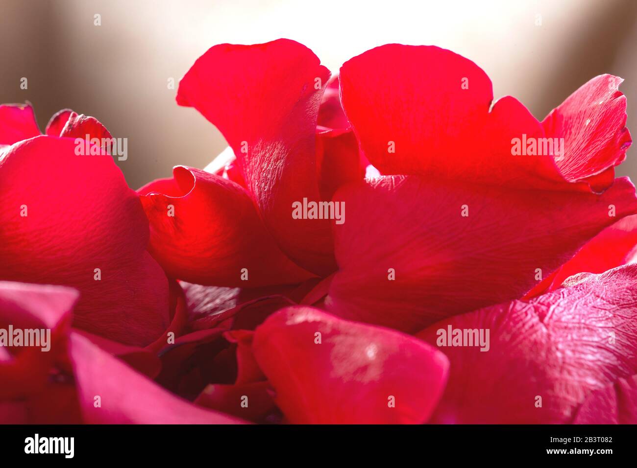 Rose patel hi-res stock photography and images - Alamy