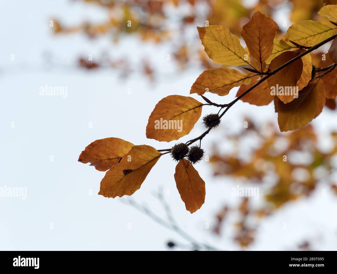 Woodland life cycle hi-res stock photography and images - Alamy