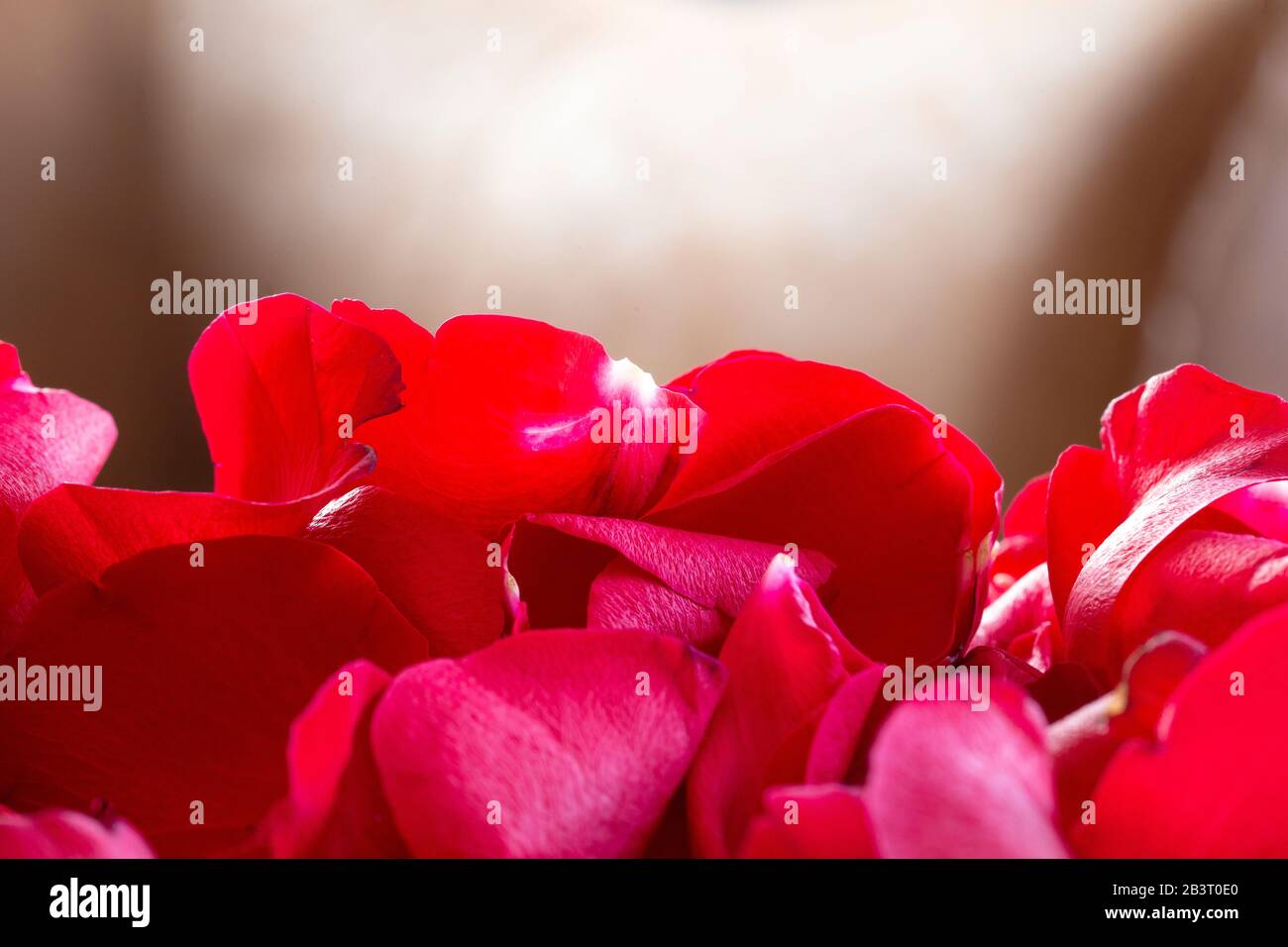 Rose patel hi-res stock photography and images - Alamy