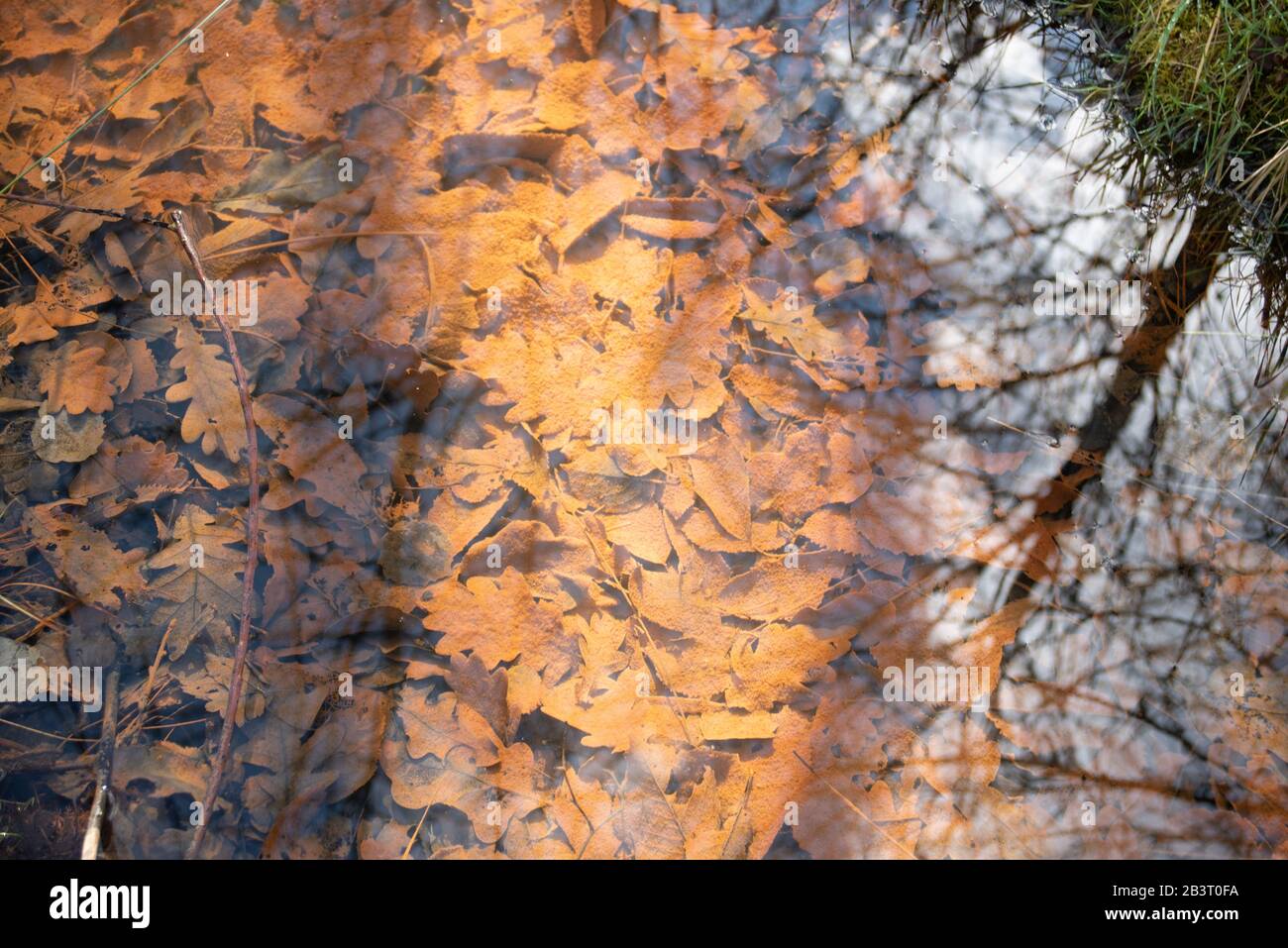 Ochre water, Ferric Hydroxide particles, settled in a stream amongst ...