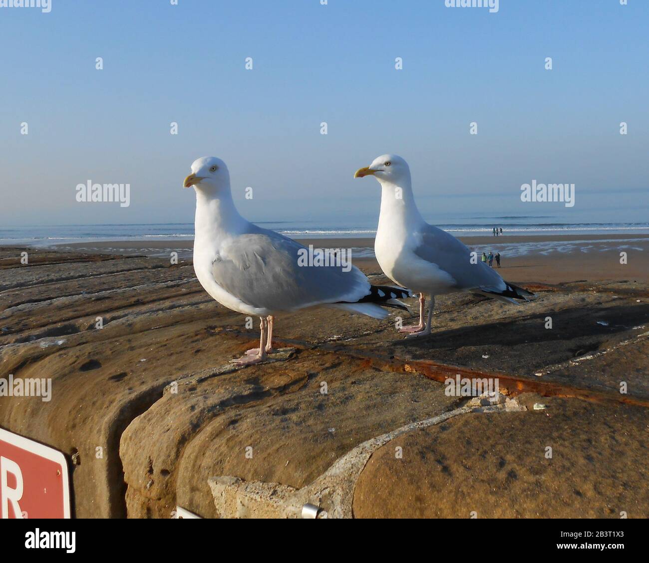 Whitby seagulls hi-res stock photography and images - Alamy