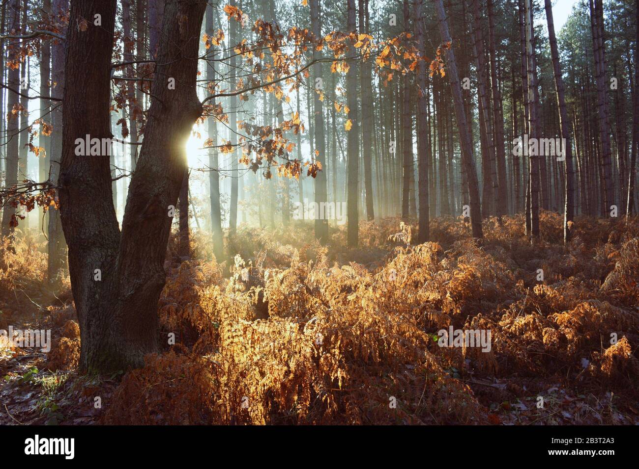 Morning sun bathing woodland in golden light Stock Photo - Alamy