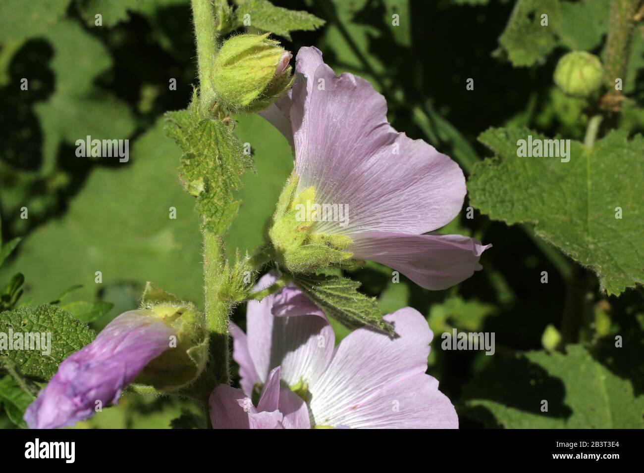 Alcea pallida - Wild plant shot in summer Stock Photo - Alamy