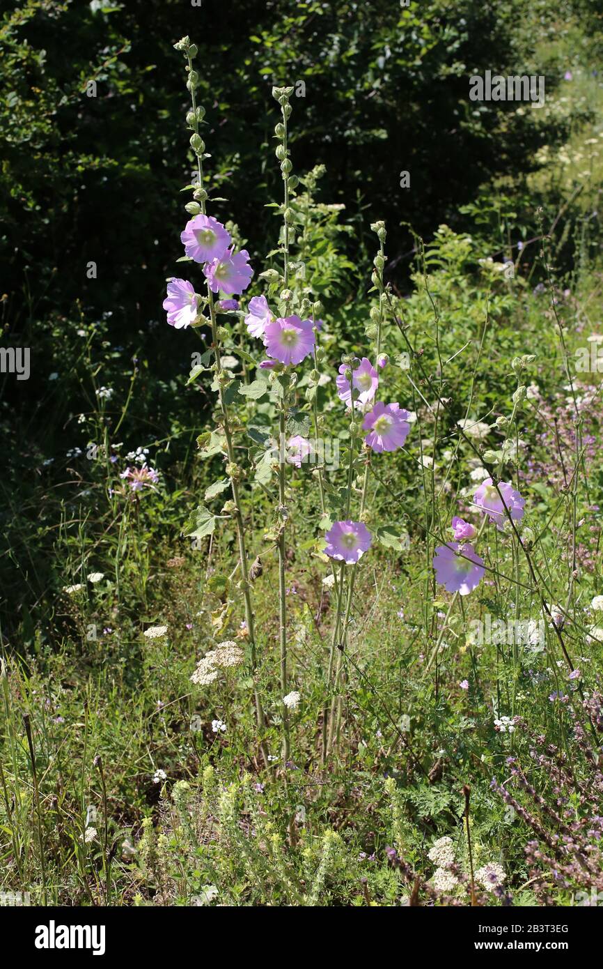 Alcea pallida - Wild plant shot in summer Stock Photo - Alamy