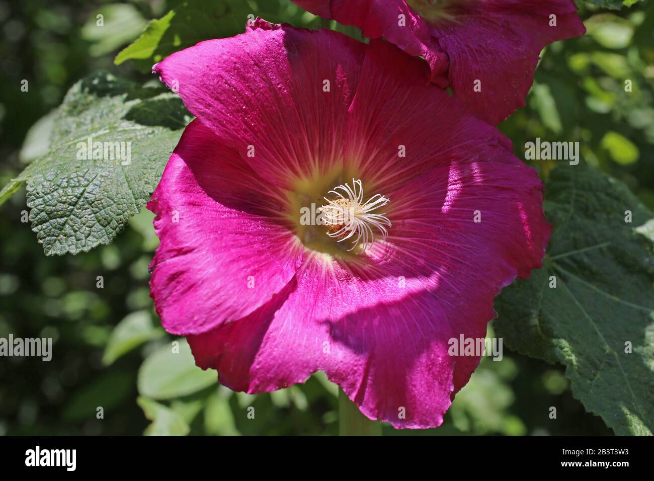Alcea rosea plants hi-res stock photography and images - Alamy