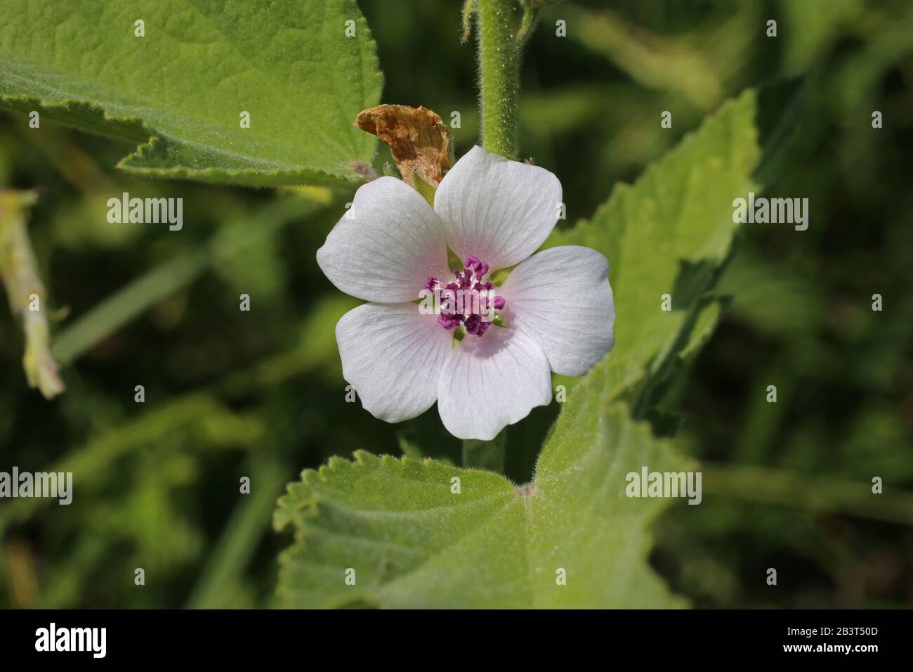Althaea officinalis - Wild plant shot in summer Stock Photo - Alamy