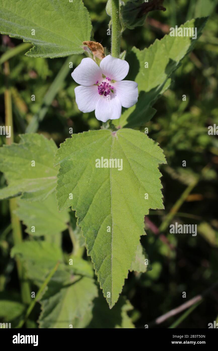 Althaea officinalis - Wild plant shot in summer Stock Photo - Alamy