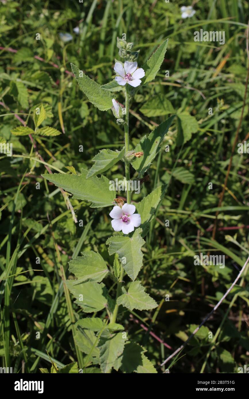 Althaea officinalis - Wild plant shot in summer Stock Photo - Alamy