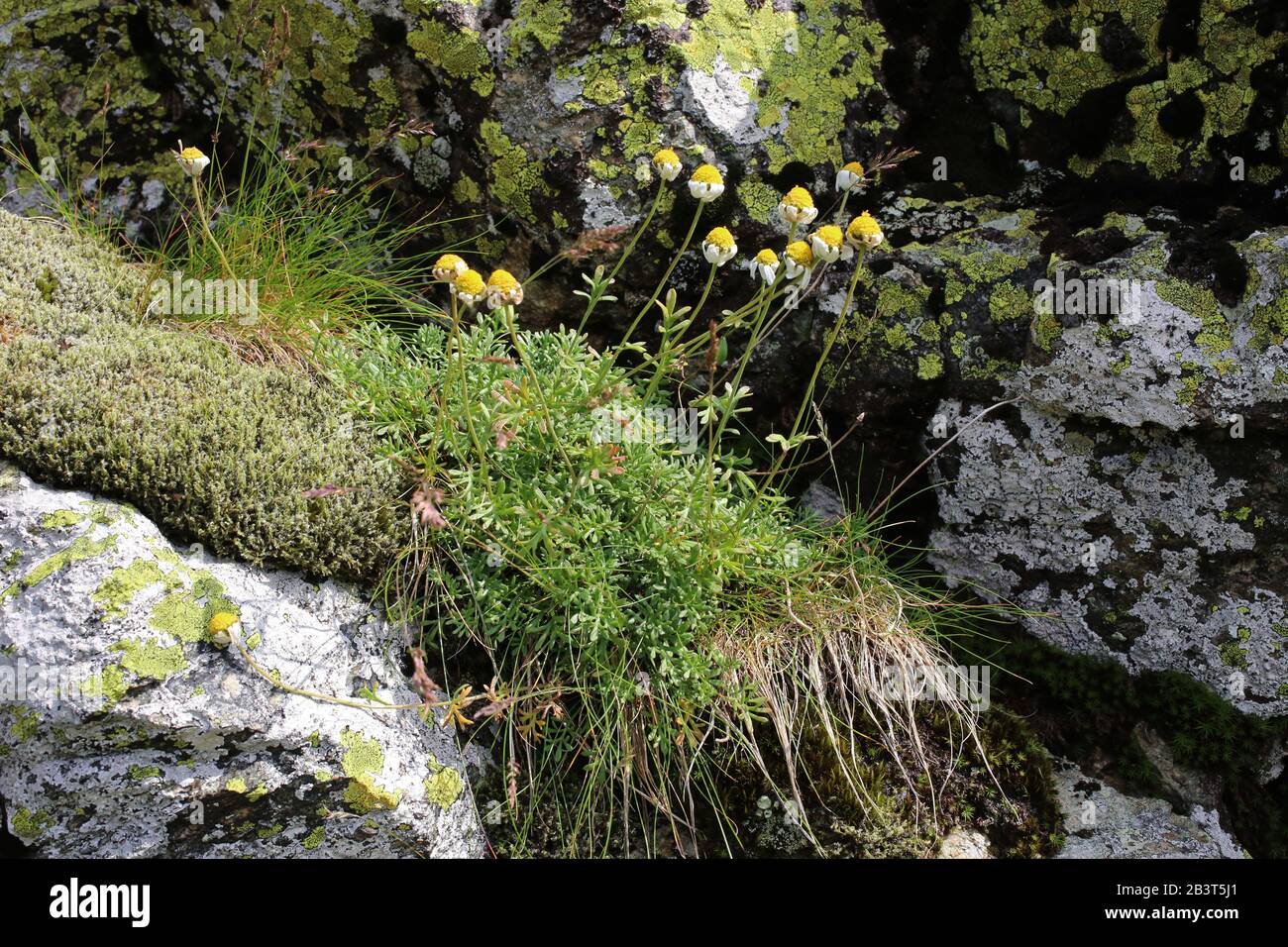 Anthemis carpatica hi-res stock photography and images - Alamy