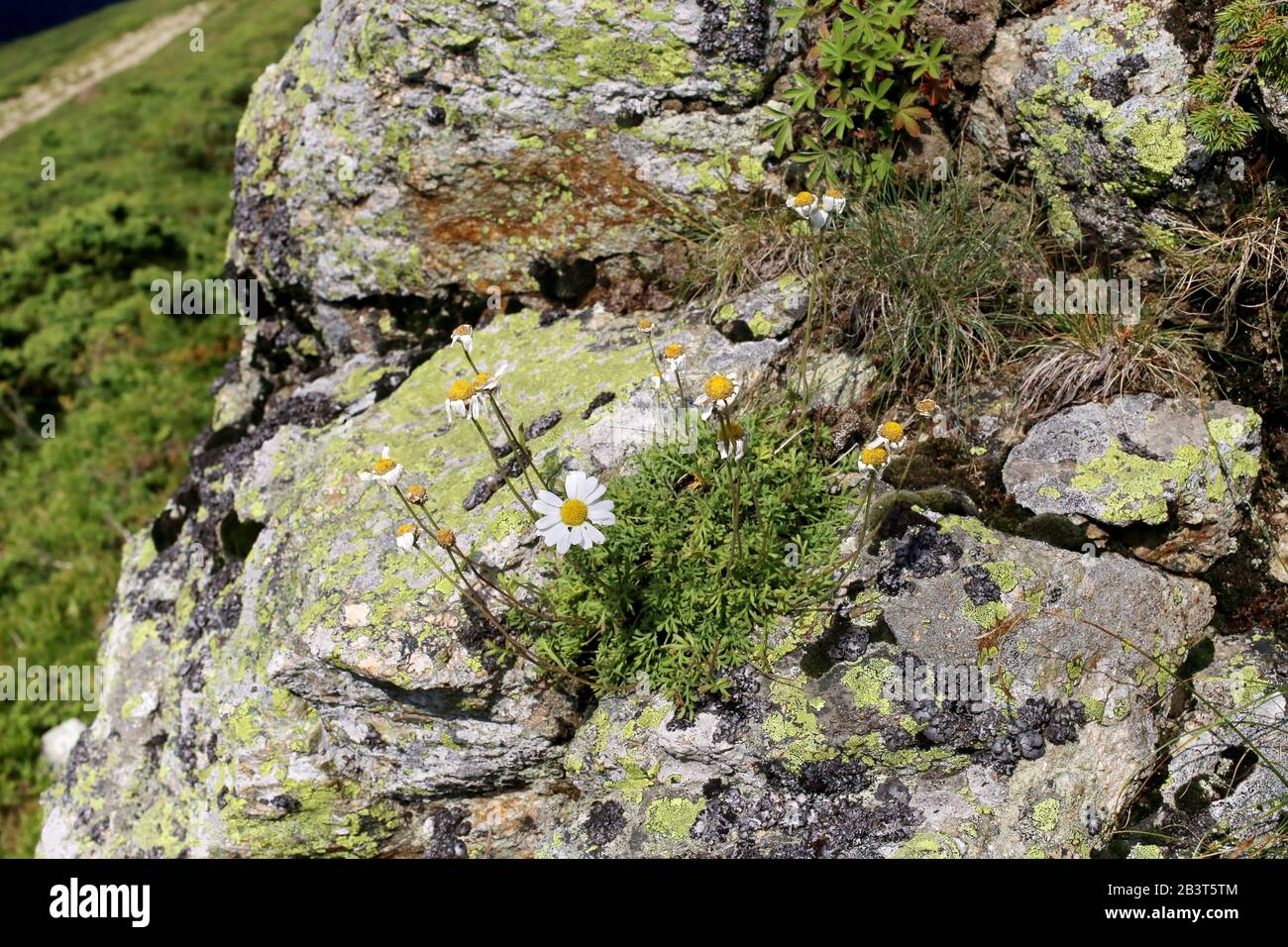 Anthemis carpatica - Wild plant shot in summer Stock Photo - Alamy