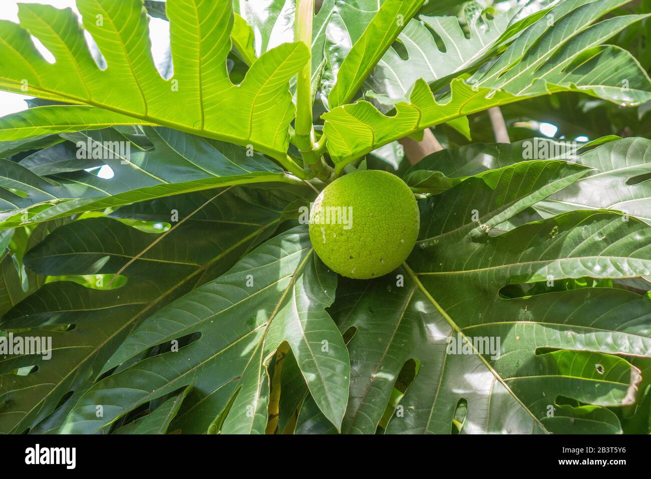Captain cook plant hi-res stock photography and images - Alamy