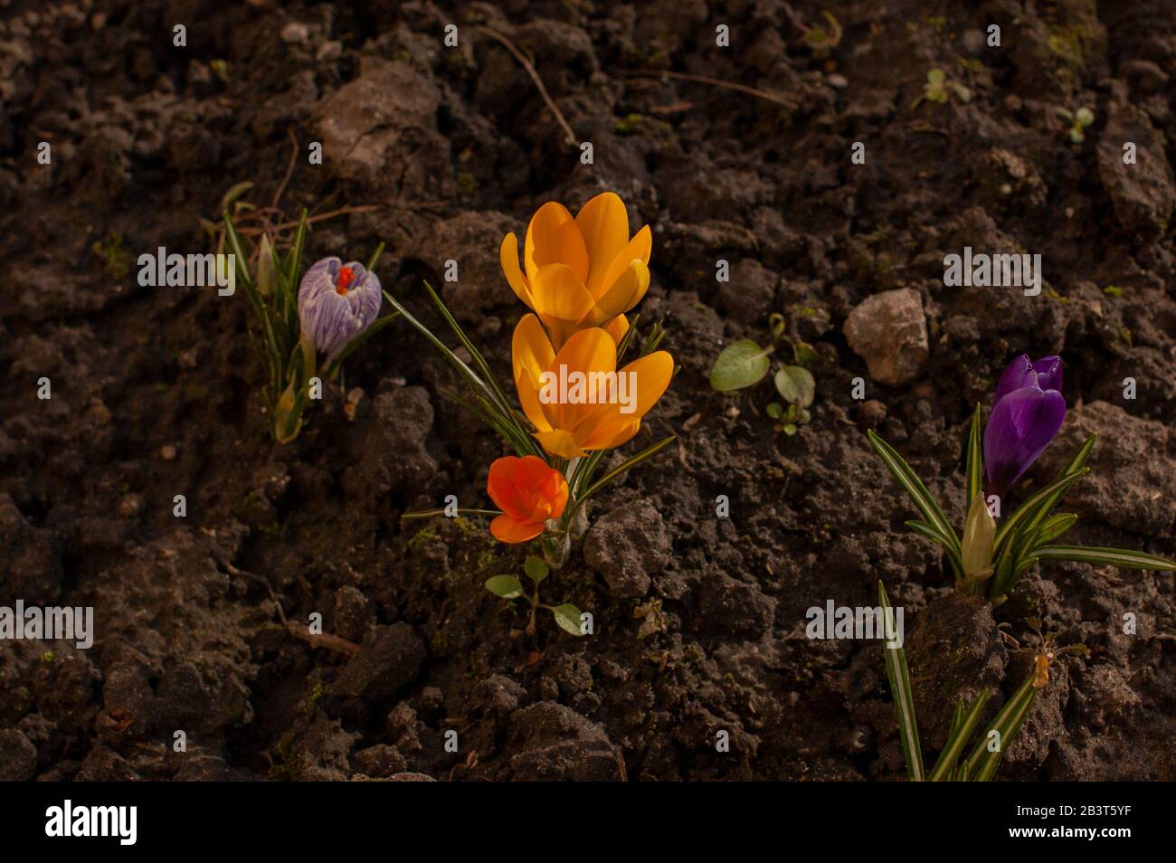 Dutch yellow crocus closeup. Primroses flowering crocus. Crocus on the ...