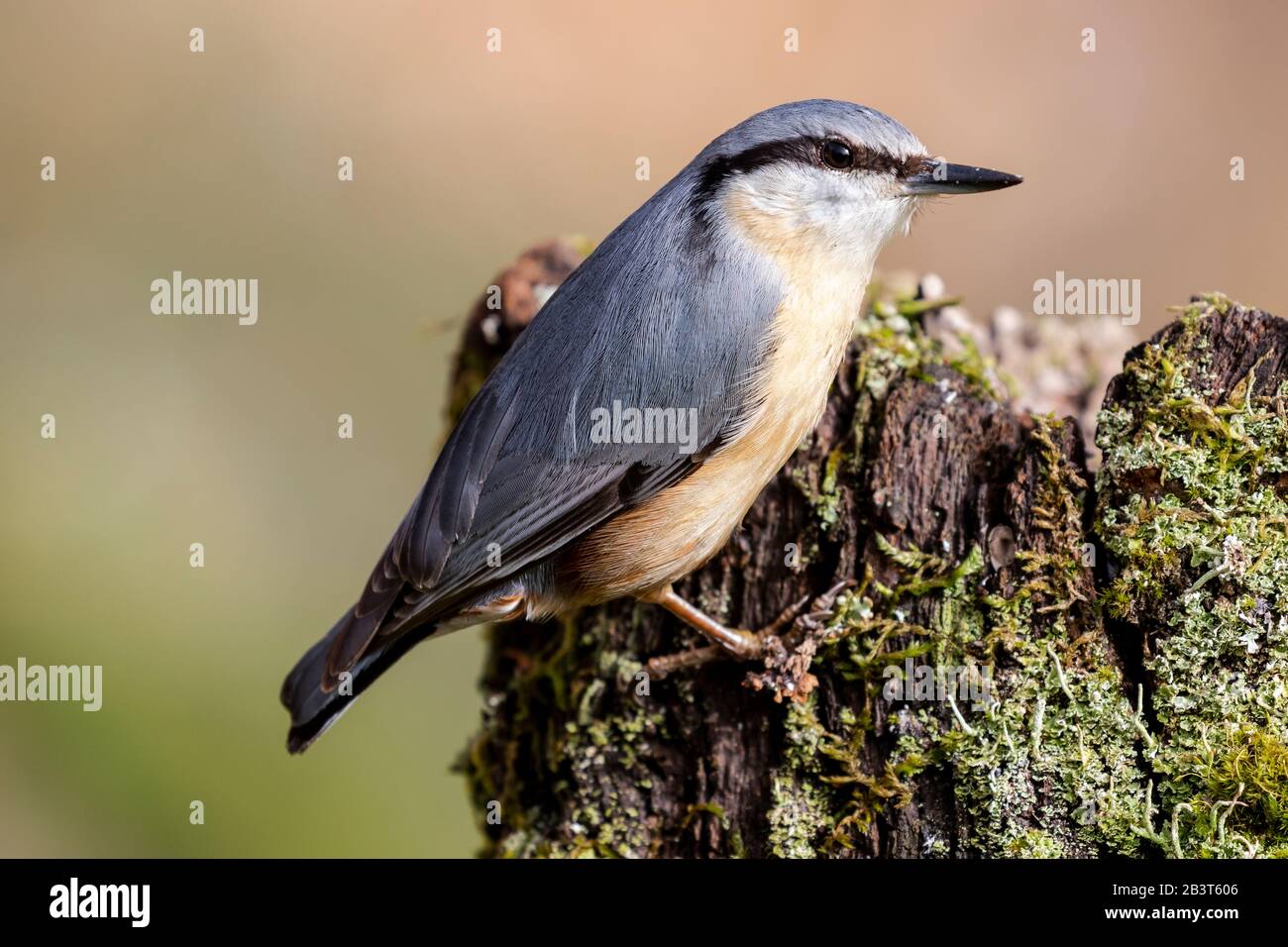 Sitta europaea (Eurasian nuthatch) perched on a mossy trunk on a ...